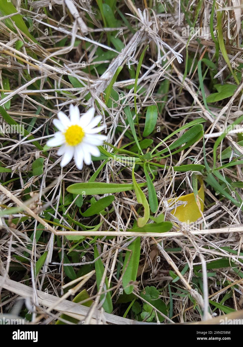 grass daisy (Brachyscome graminea) Plantae Stock Photo - Alamy