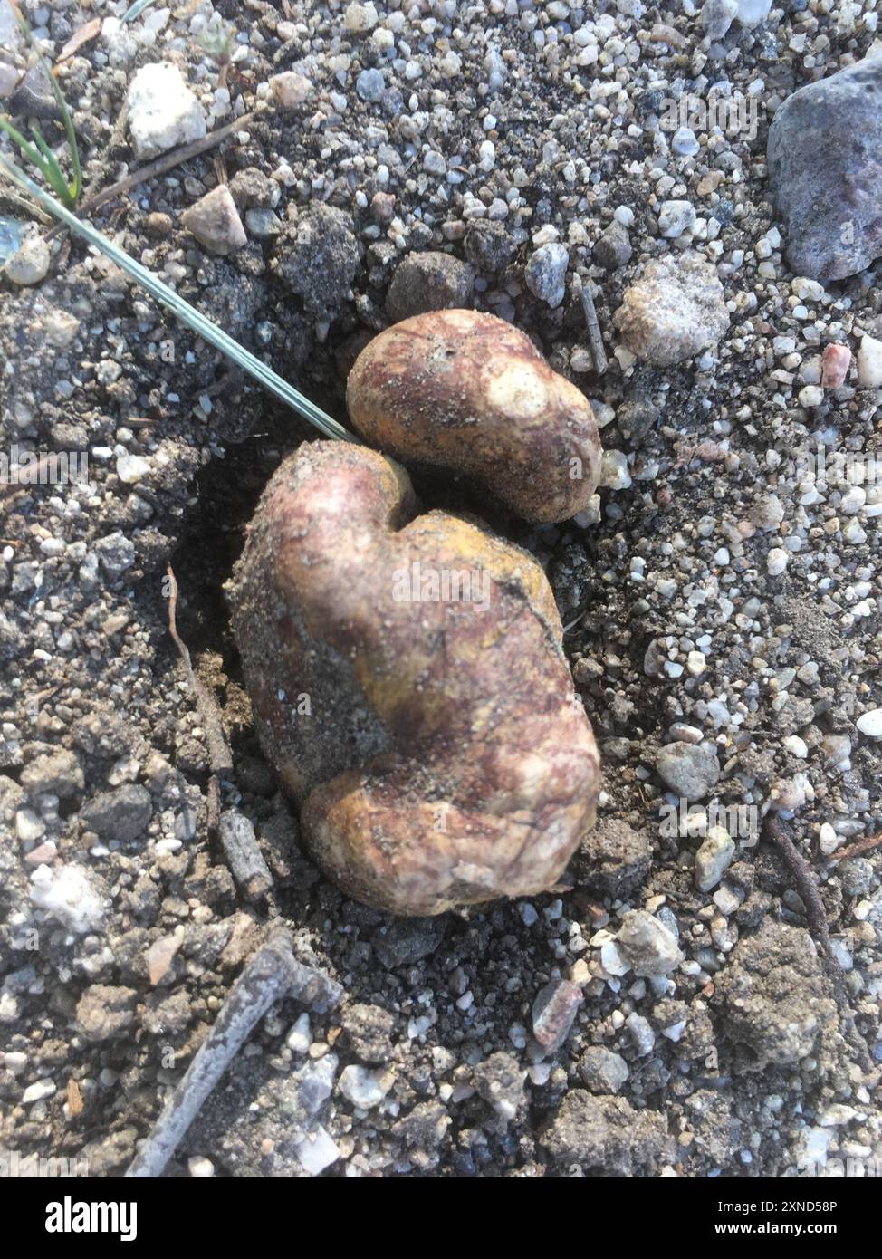 Yellow False Truffle (Rhizopogon luteolus) Fungi Stock Photo - Alamy