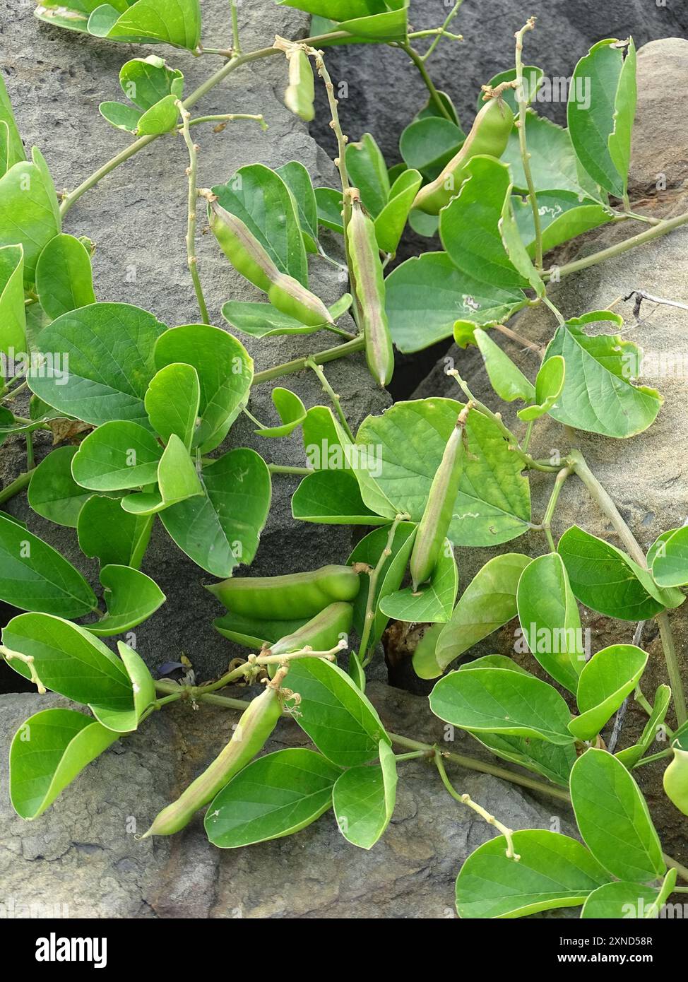 Beach Bean (Canavalia rosea) Plantae Stock Photo - Alamy