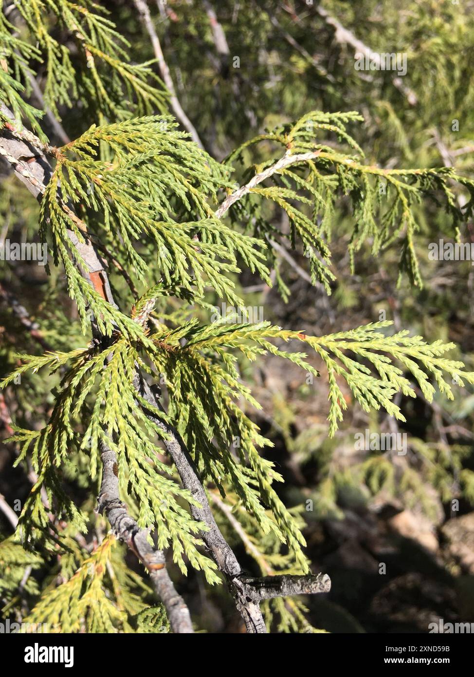 Weeping Juniper (Juniperus flaccida) Plantae Stock Photo - Alamy