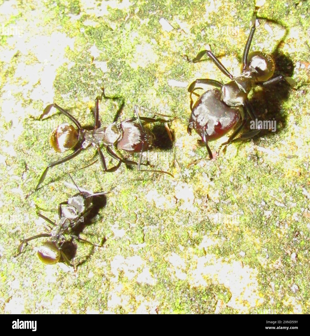 Shimmering Golden Sugar ant (Camponotus sericeiventris) Insecta Stock ...