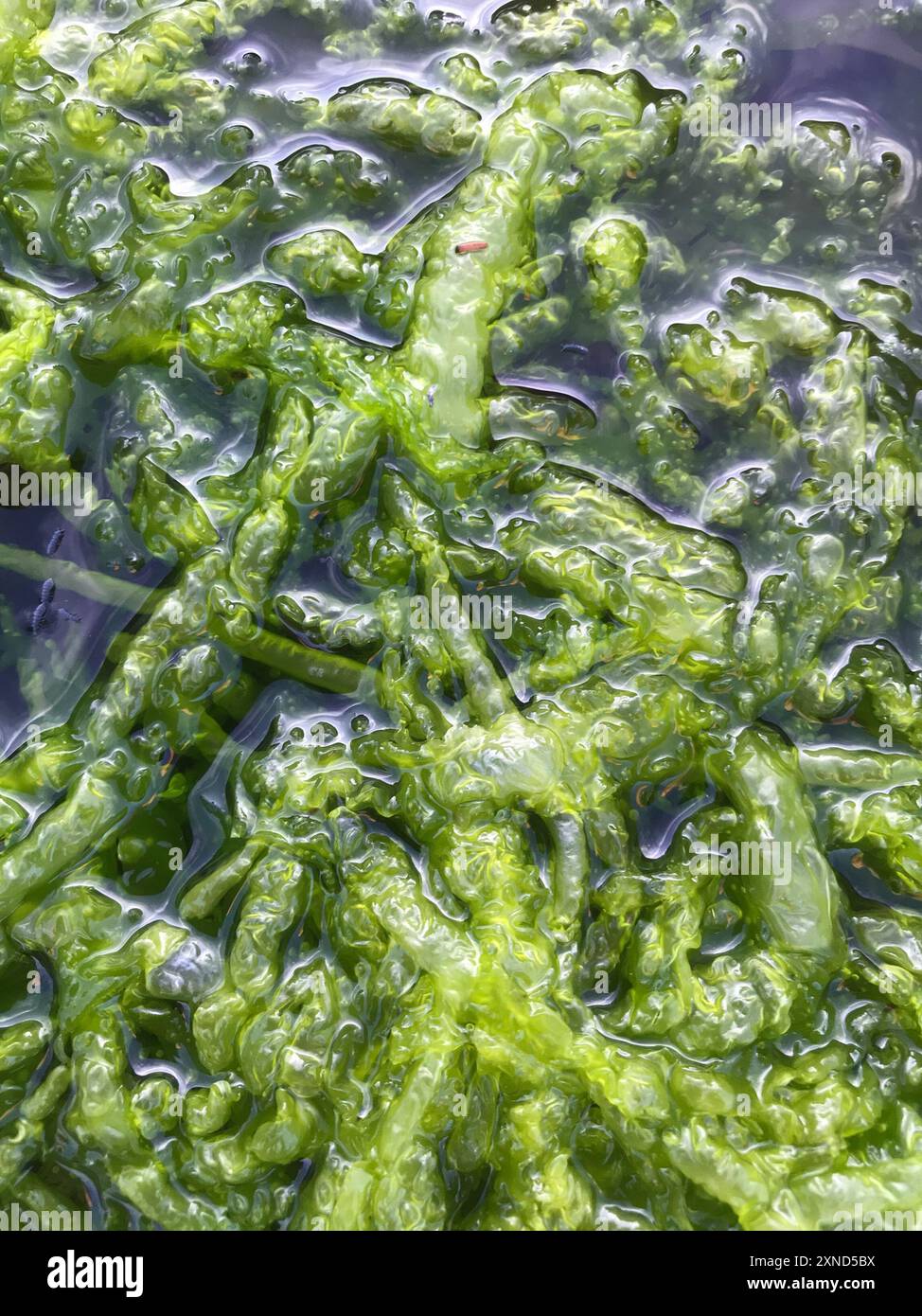 Gutweed (Ulva intestinalis) Plantae Stock Photo - Alamy