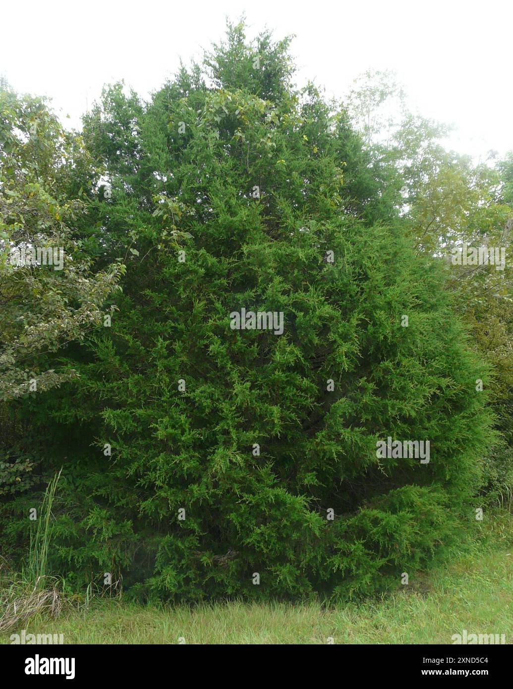 eastern redcedar (Juniperus virginiana) Plantae Stock Photo - Alamy