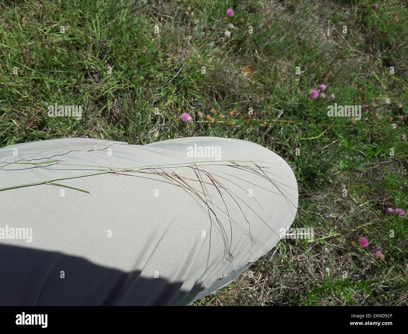 Purple Threeawn (Aristida purpurea) Plantae Stock Photo - Alamy