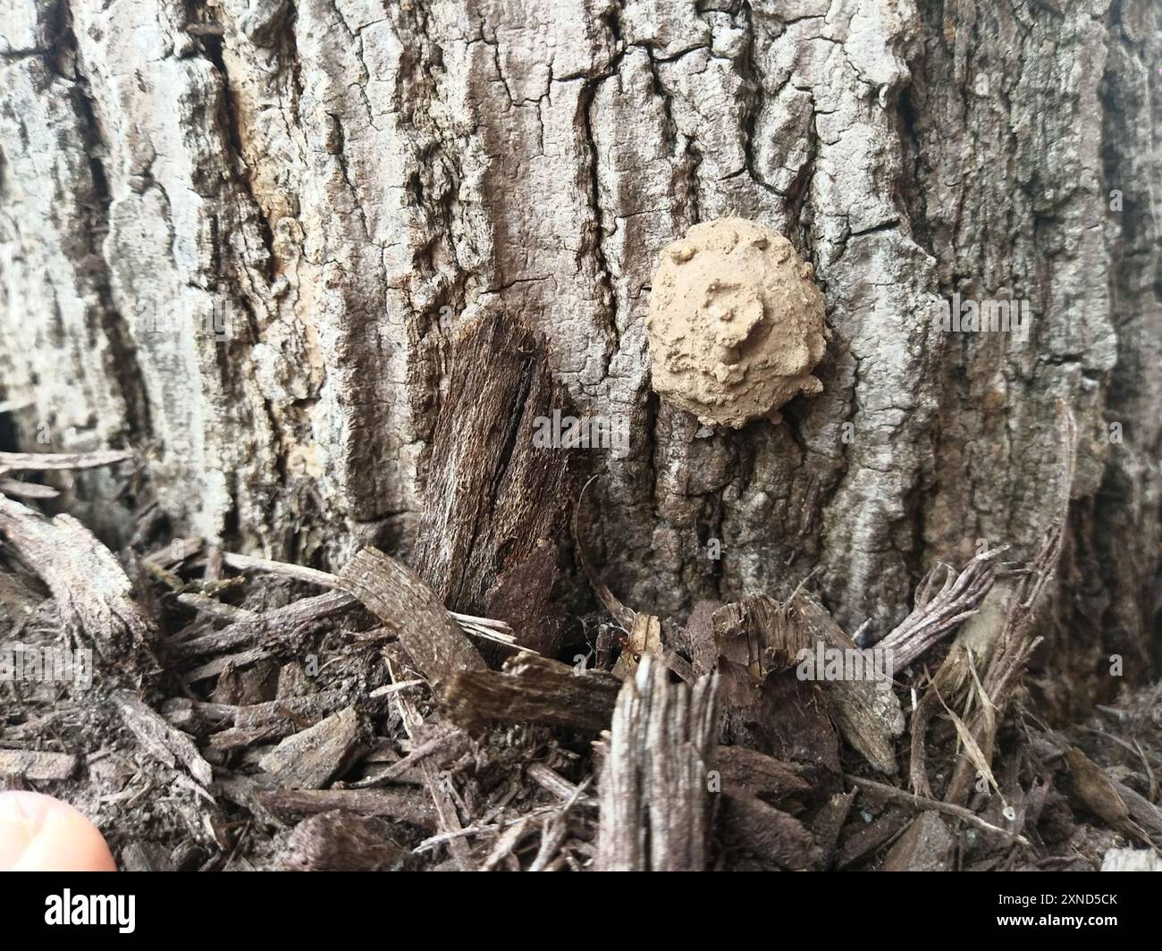 Typical Potter Wasps (Eumenes) Insecta Stock Photo - Alamy