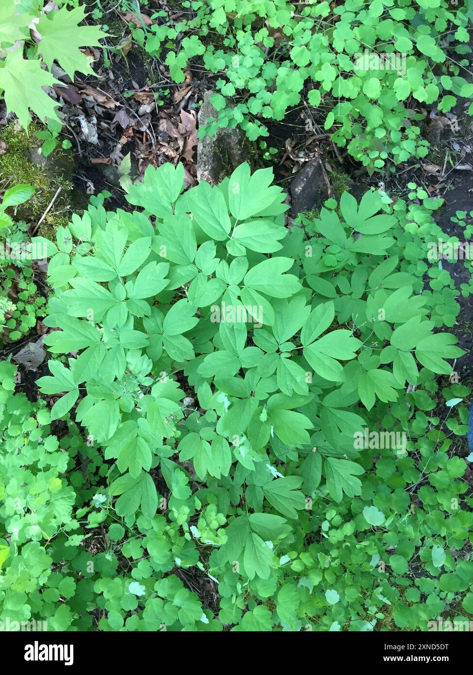 early blue cohosh (Caulophyllum giganteum) Plantae Stock Photo - Alamy