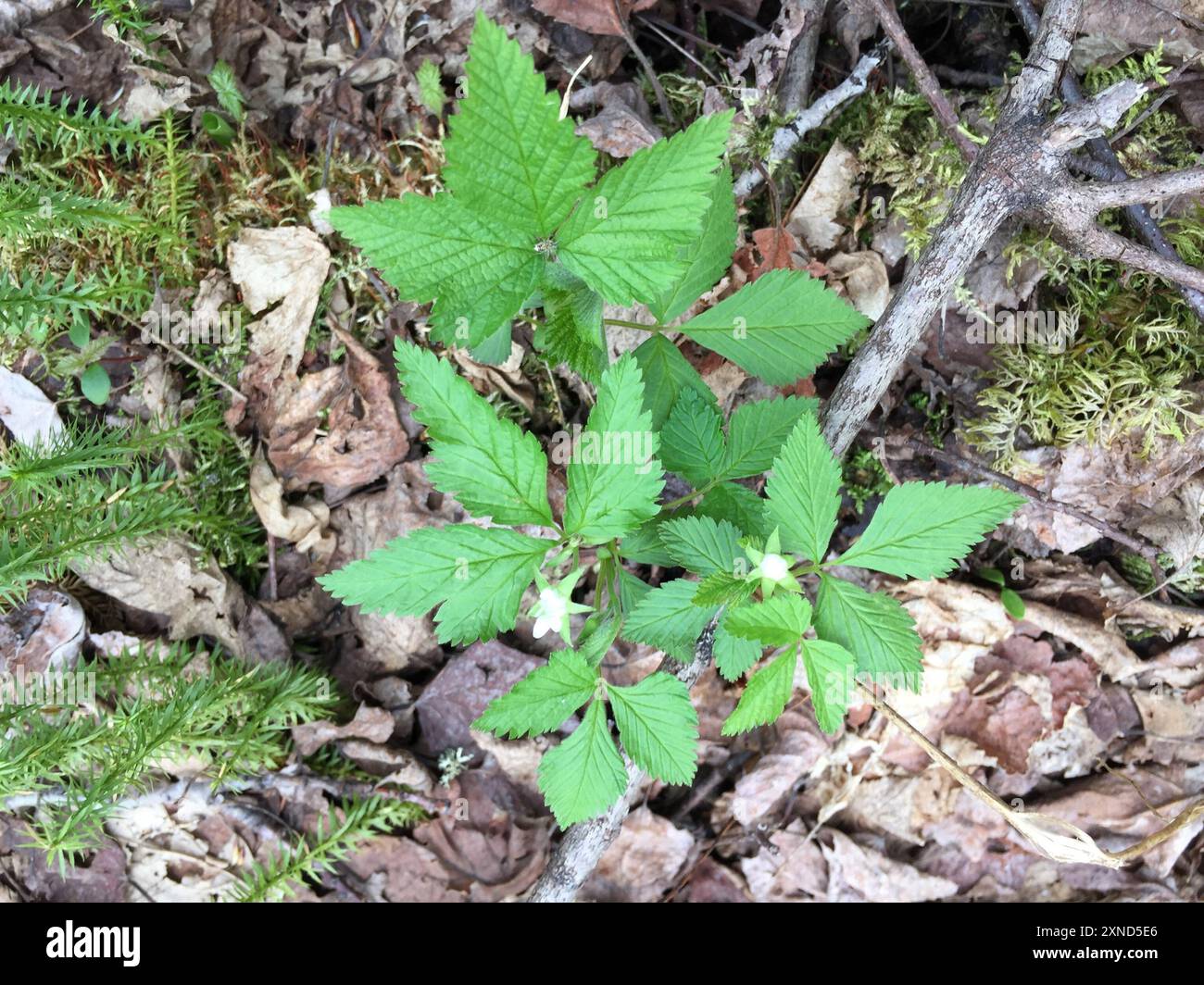 dwarf raspberry (Rubus pubescens) Plantae Stock Photo - Alamy