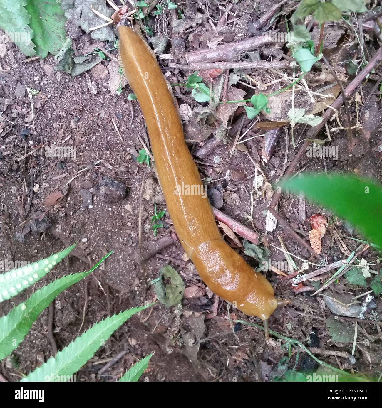Pacific Banana Slug (Ariolimax columbianus) Mollusca Stock Photo - Alamy