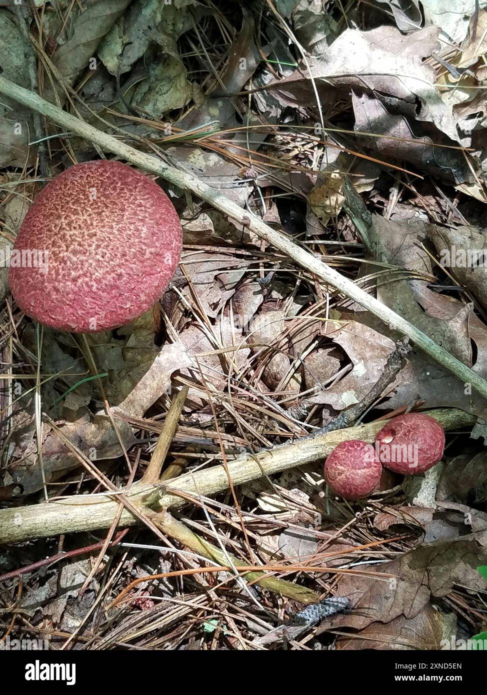 Painted Suillus (Suillus spraguei) Fungi Stock Photo - Alamy