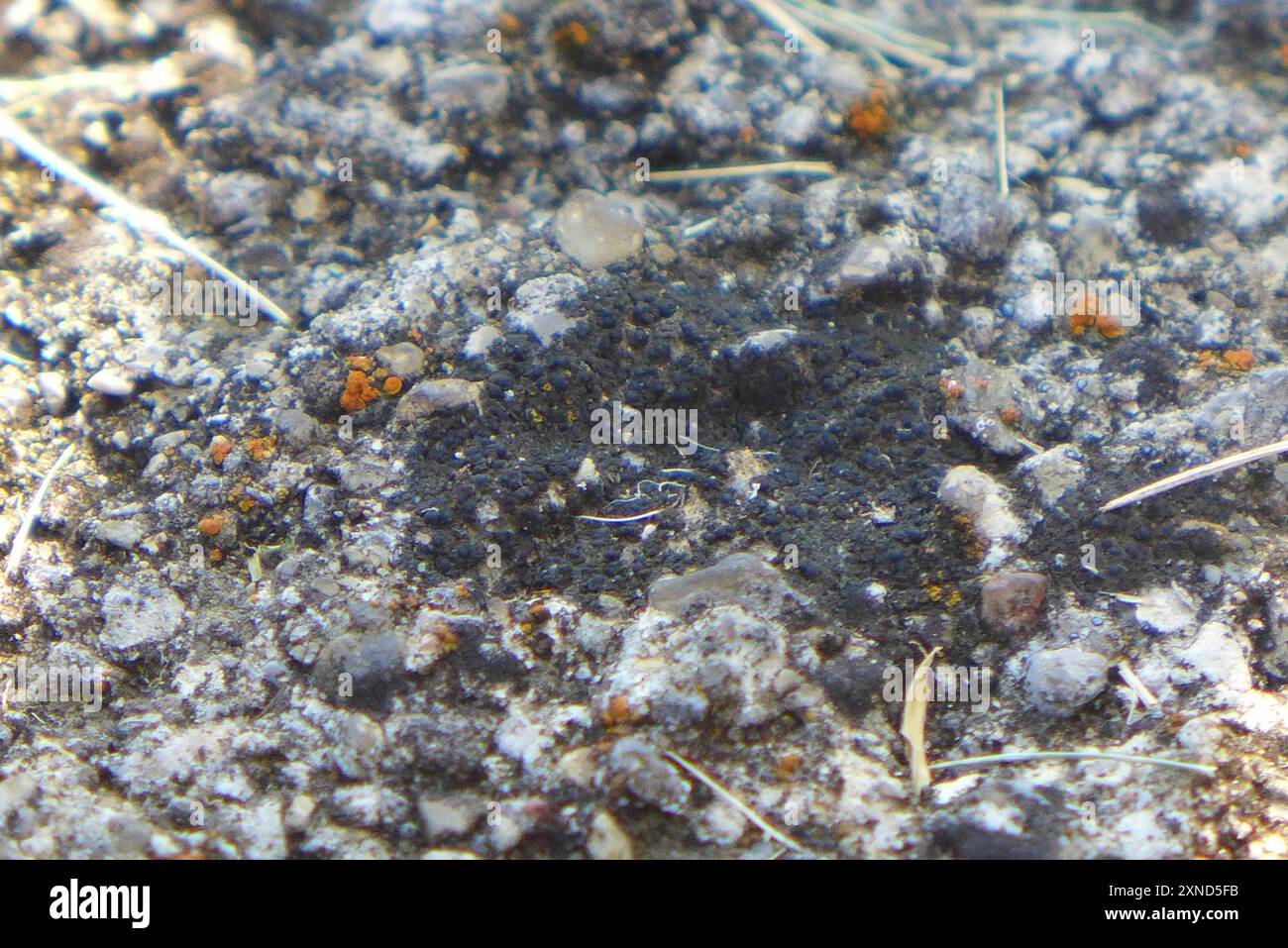Blackthread Lichen (Placynthium nigrum) Fungi Stock Photo - Alamy