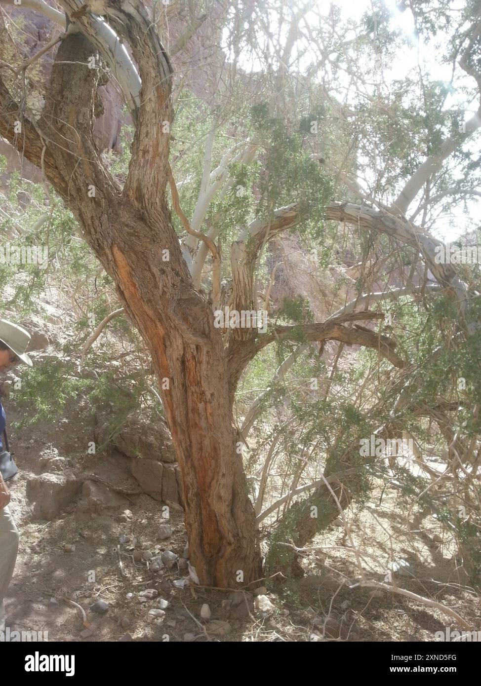 desert ironwood (Olneya tesota) Plantae Stock Photo - Alamy