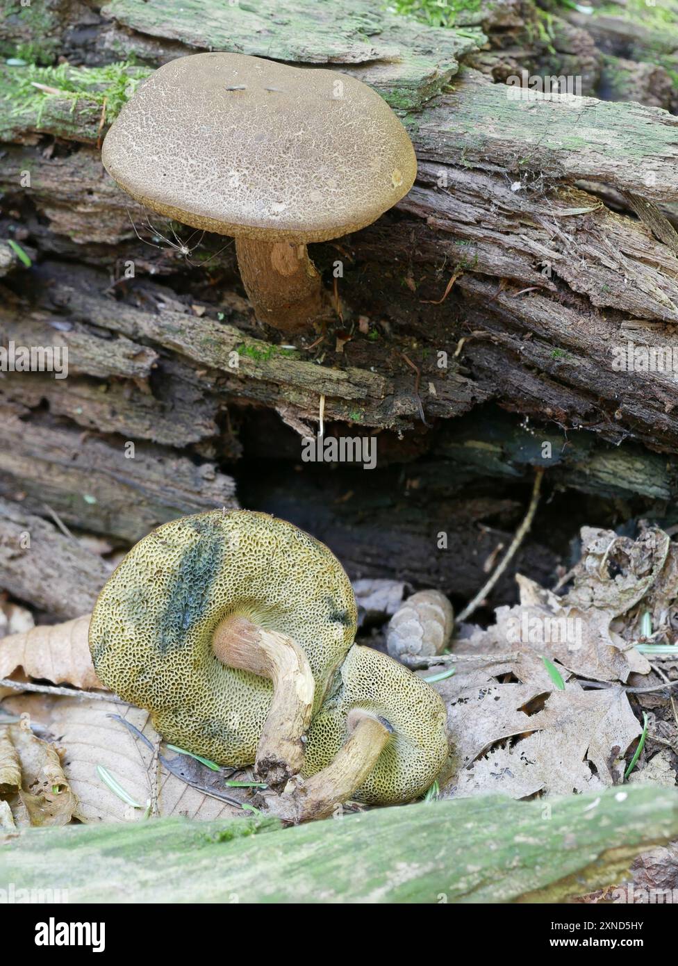 (Boletellus chrysenteroides) Fungi Stock Photo - Alamy