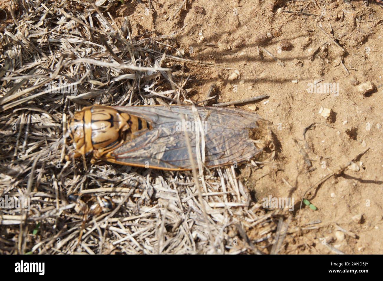 Giant Cicada (Quesada gigas) Insecta Stock Photo - Alamy