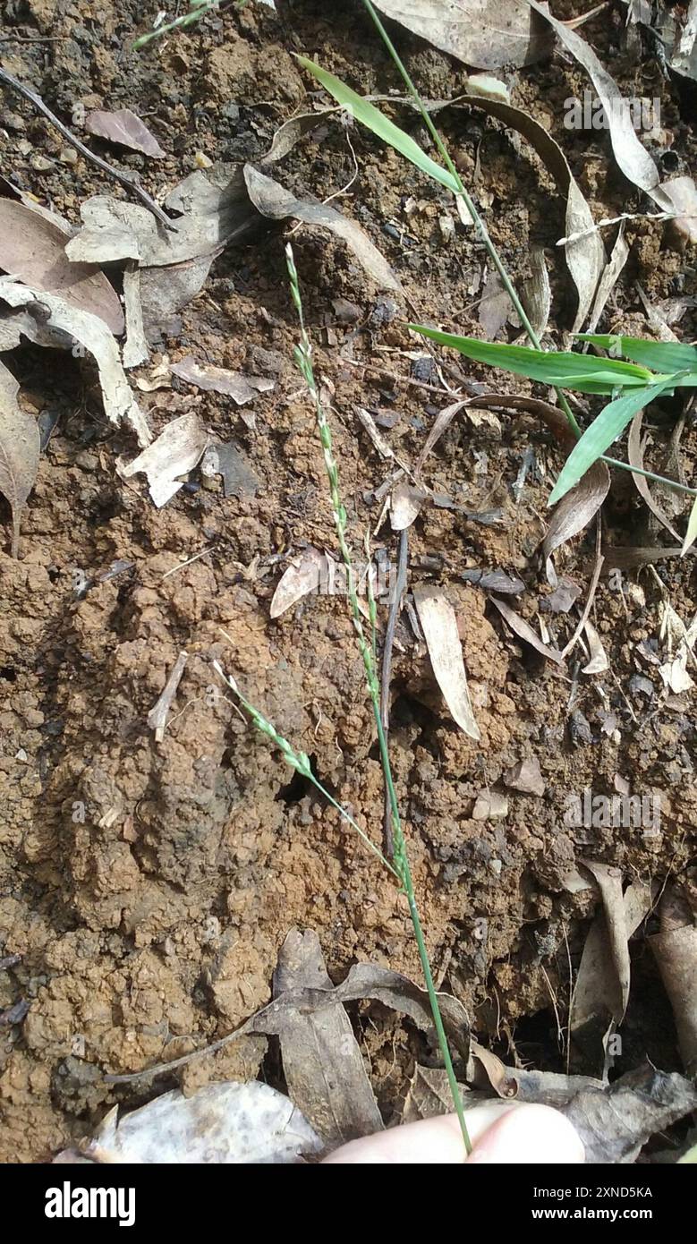 panic veldtgrass (Ehrharta erecta) Plantae Stock Photo - Alamy