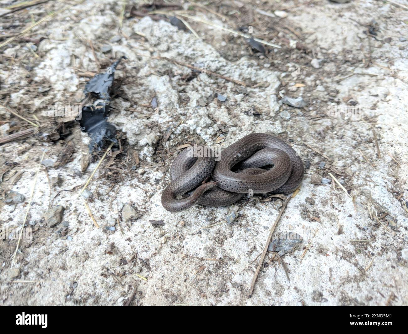 Sharp-tailed Snake (Contia tenuis) Reptilia Stock Photo - Alamy