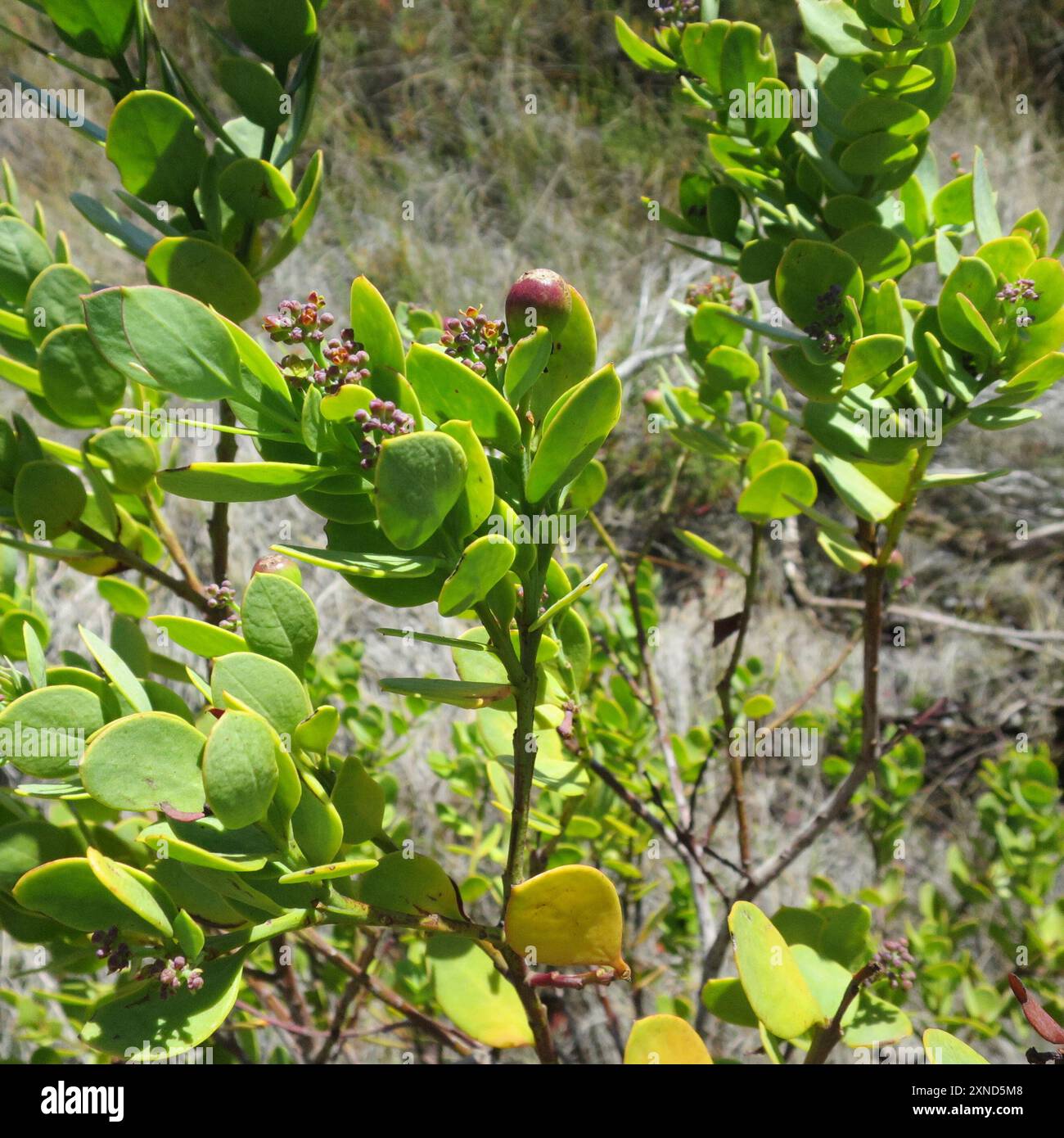 Cape Sumach (Colpoon compressum) Plantae Stock Photo - Alamy