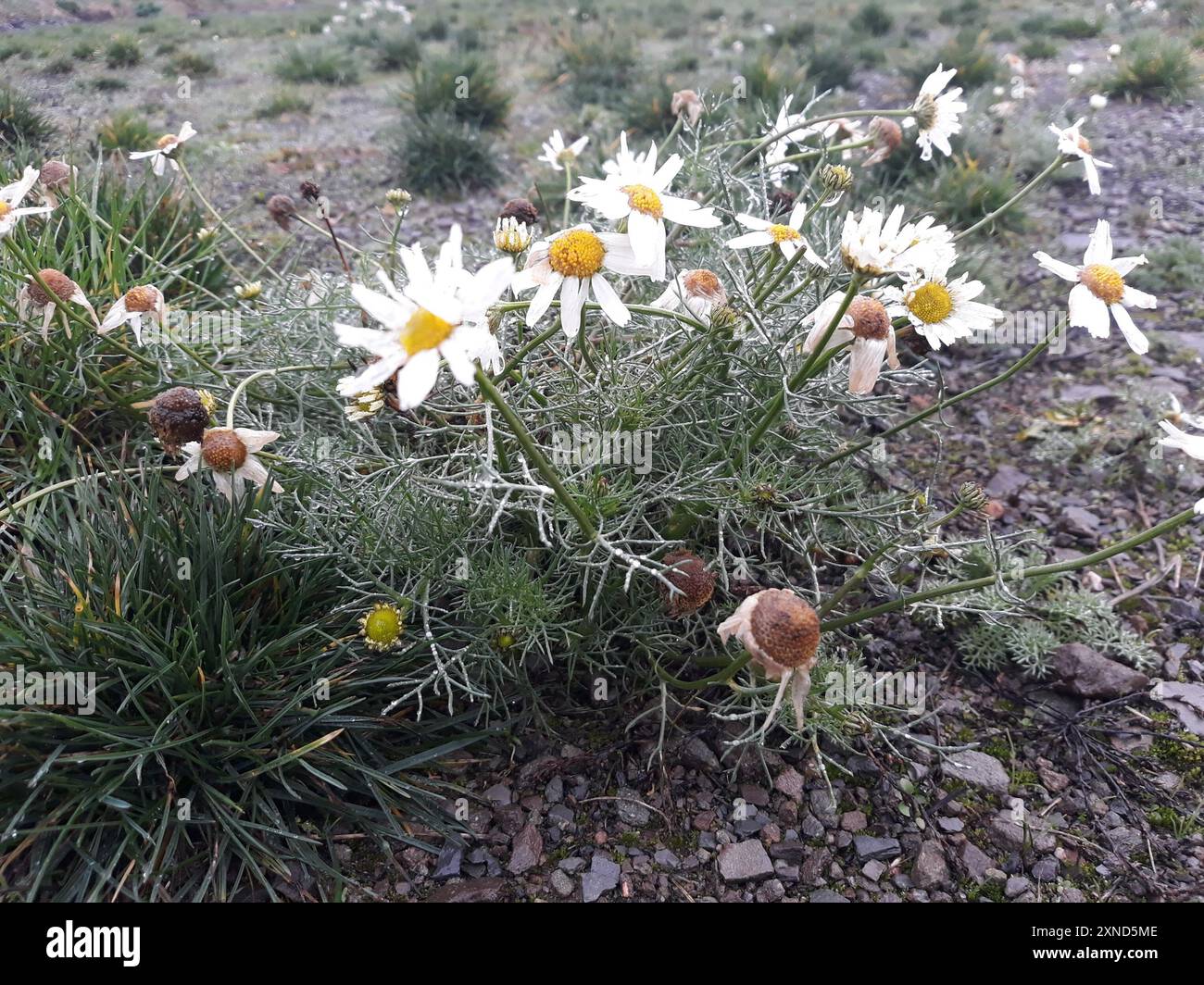 scentless mayweed (Tripleurospermum inodorum) Plantae Stock Photo - Alamy