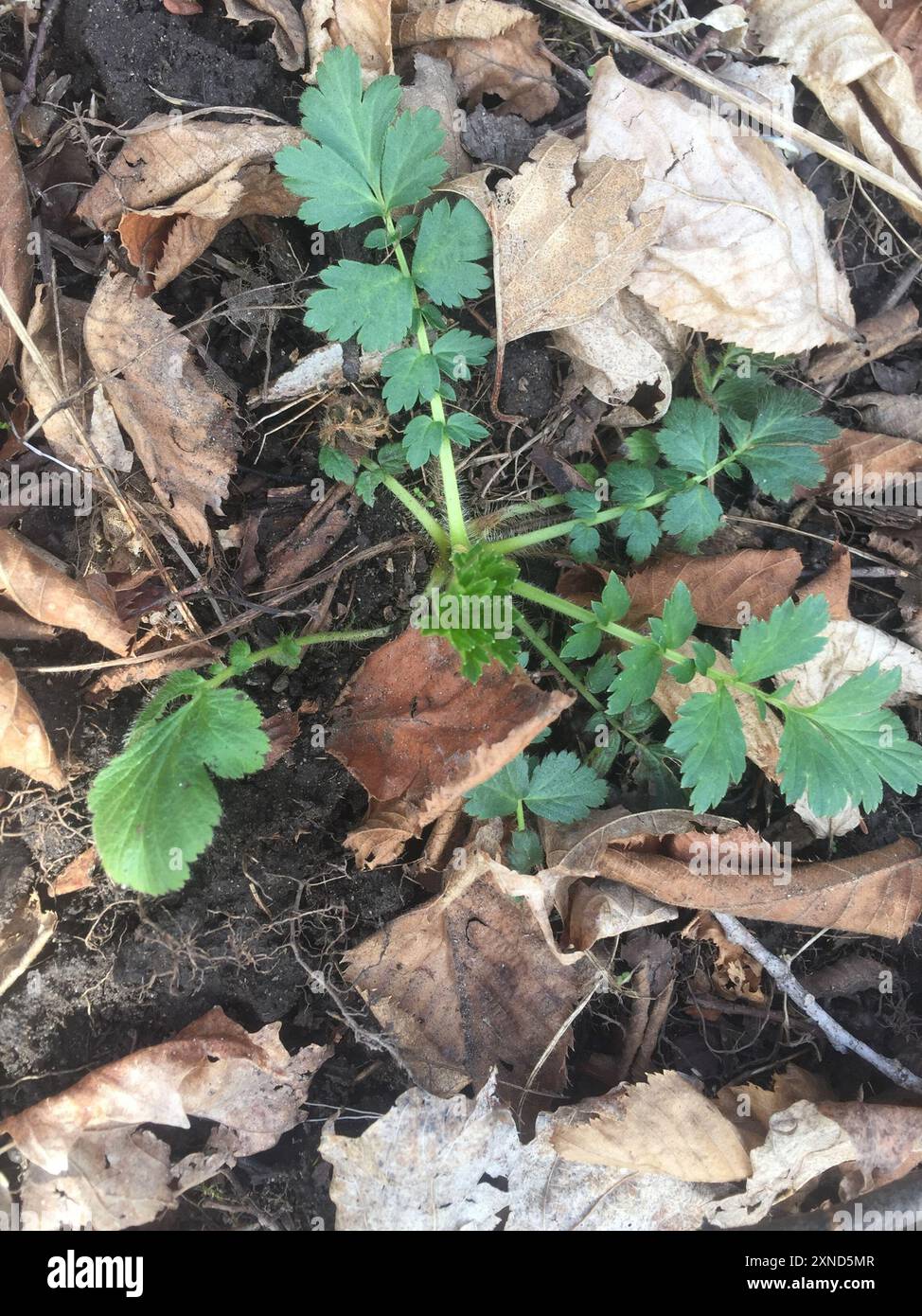 Yellow Avens (Geum aleppicum) Plantae Stock Photo - Alamy