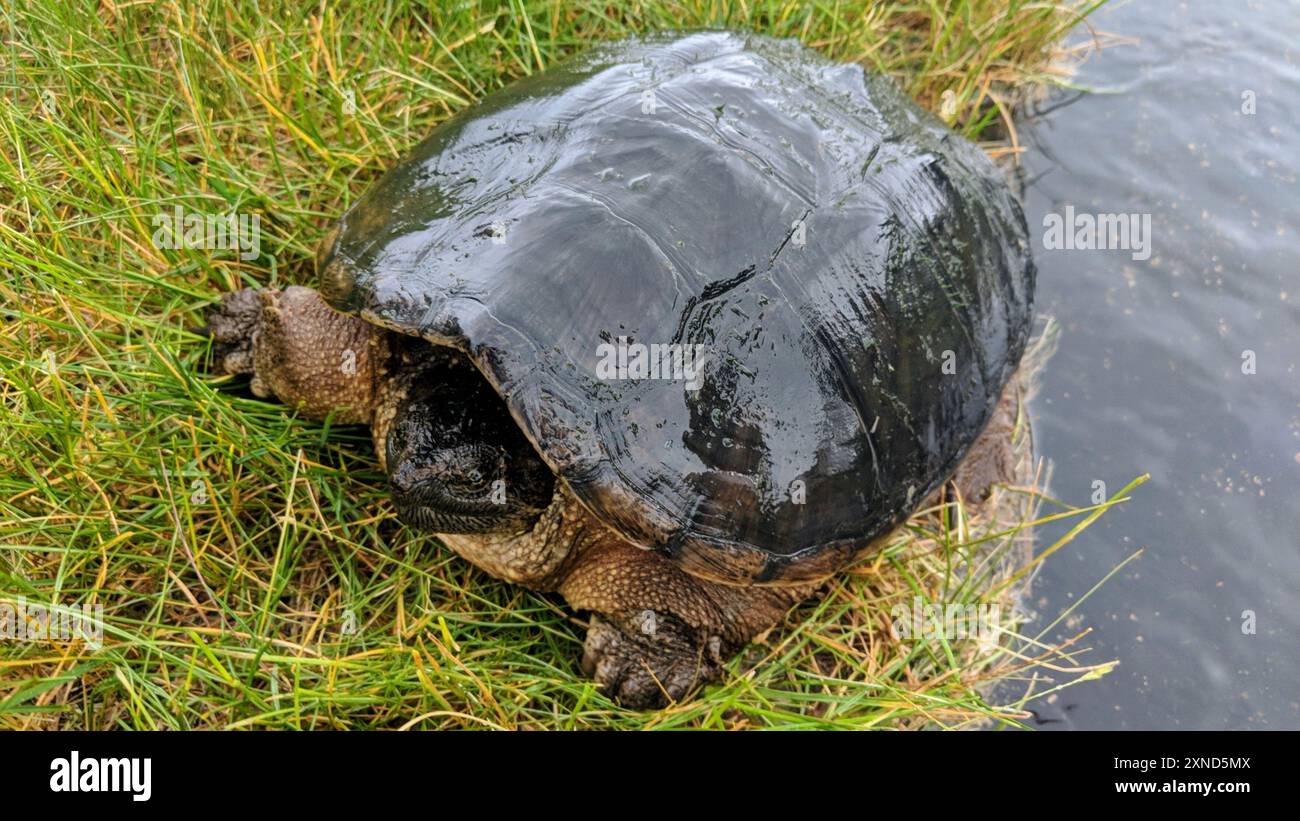 Common Snapping Turtle (Chelydra serpentina) Reptilia Stock Photo - Alamy