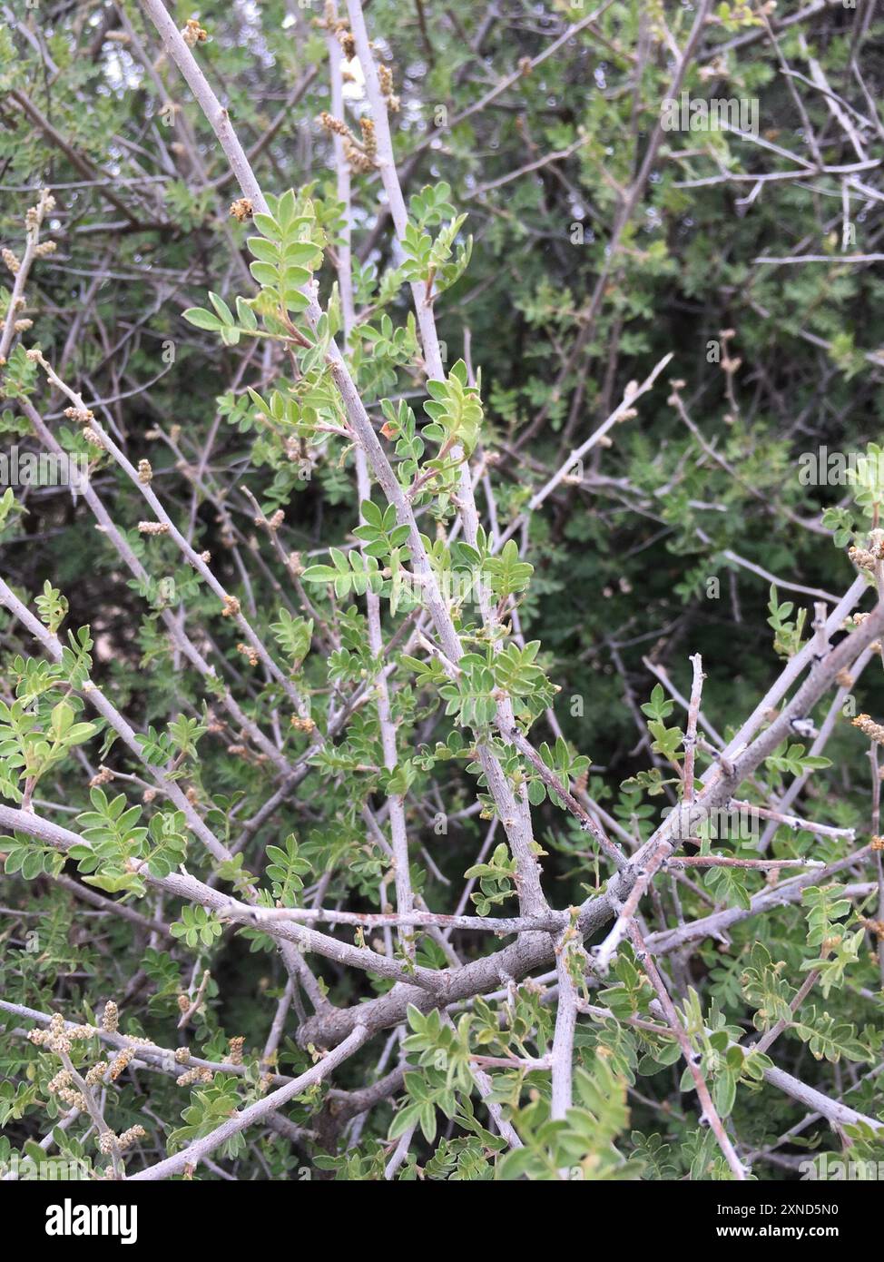 little leaf sumac (Rhus microphylla) Plantae Stock Photo - Alamy