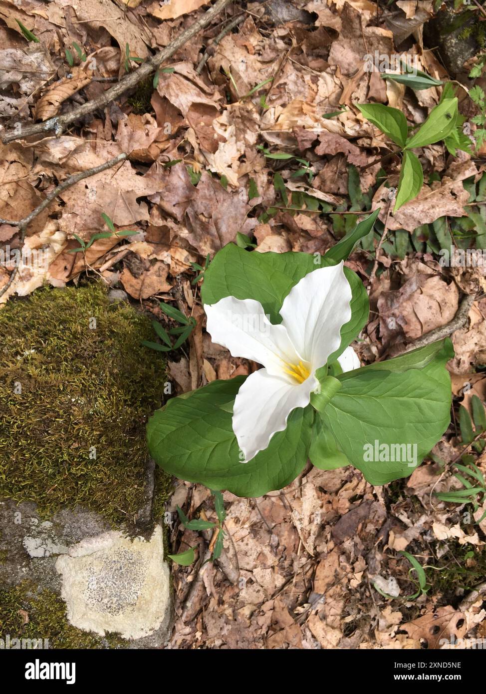 large white trillium (Trillium grandiflorum) Plantae Stock Photo - Alamy