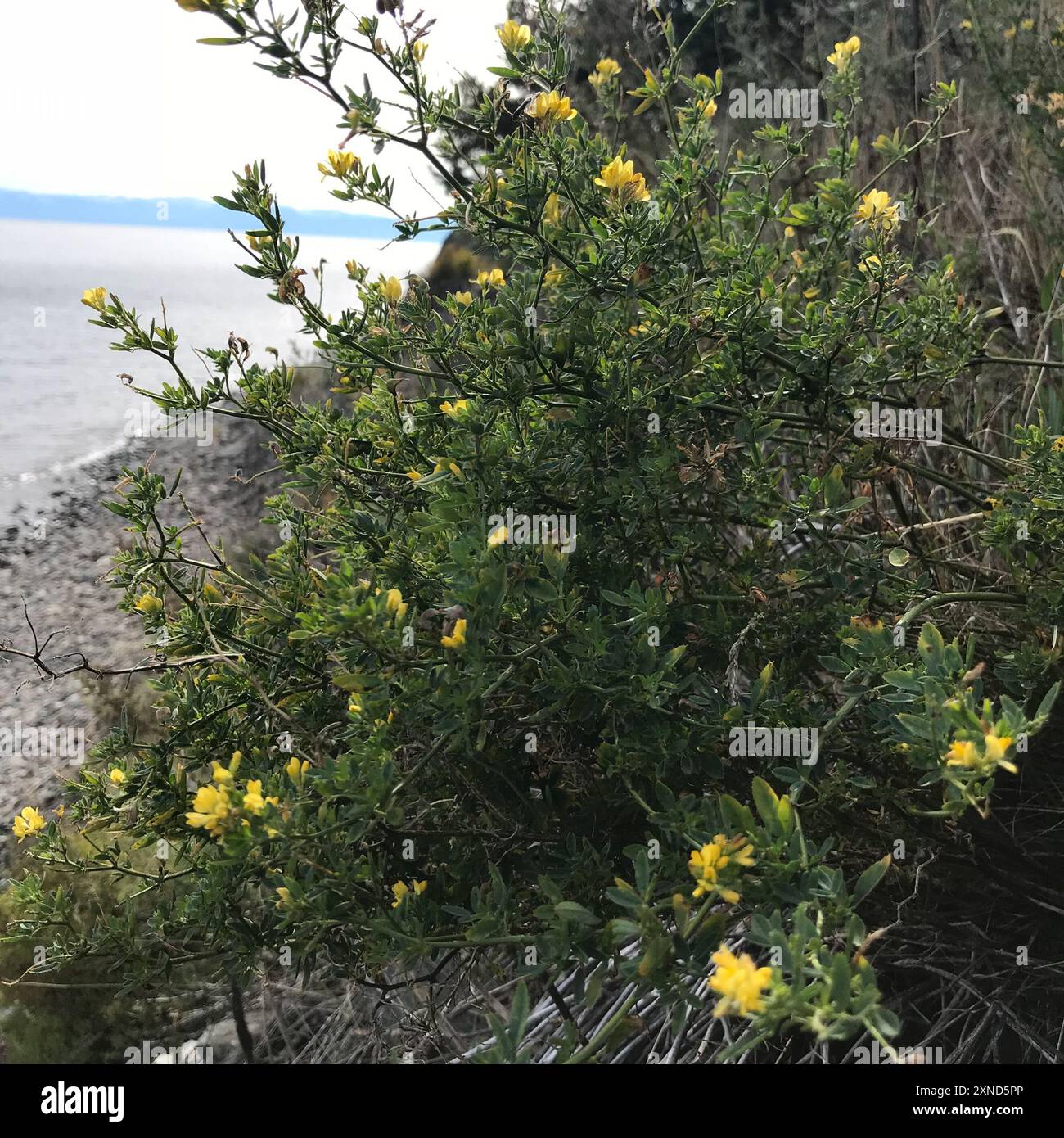 sickle alfalfa (Medicago falcata) Plantae Stock Photo - Alamy