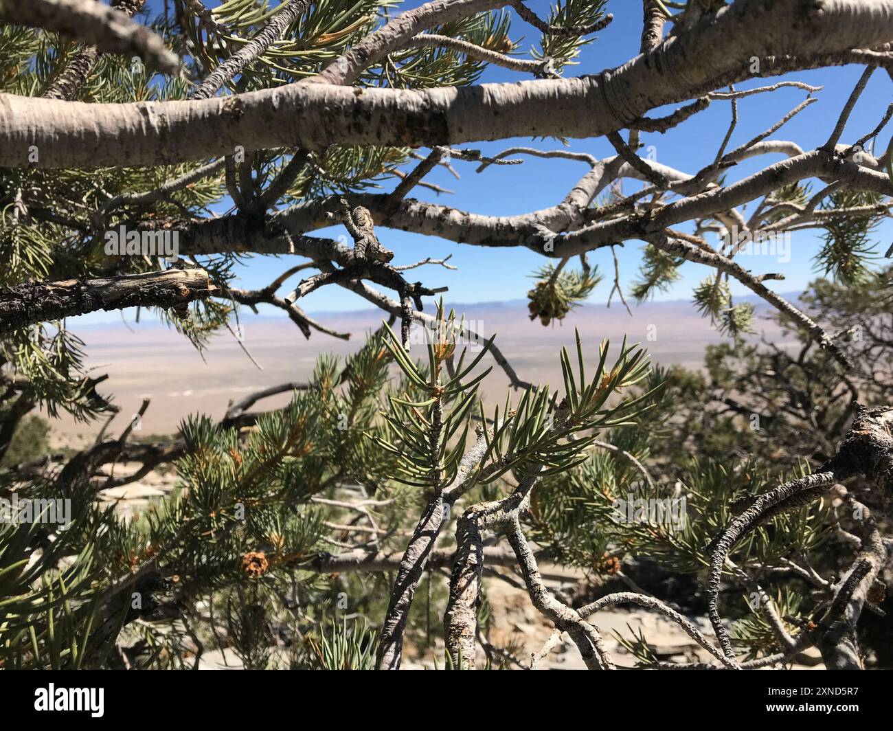 singleleaf pinyon (Pinus monophylla) Plantae Stock Photo - Alamy