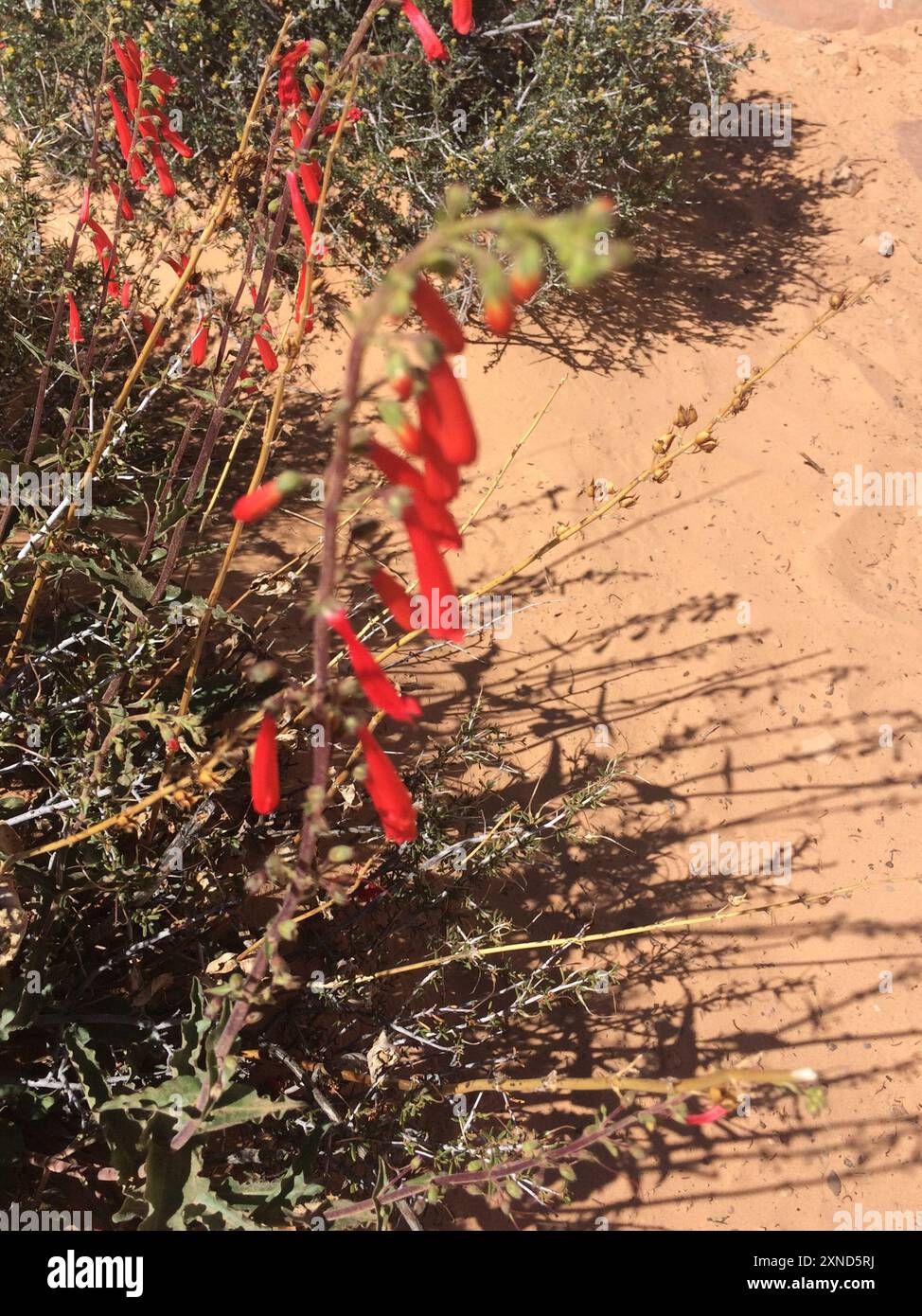 firecracker penstemon (Penstemon eatonii) Plantae Stock Photo - Alamy