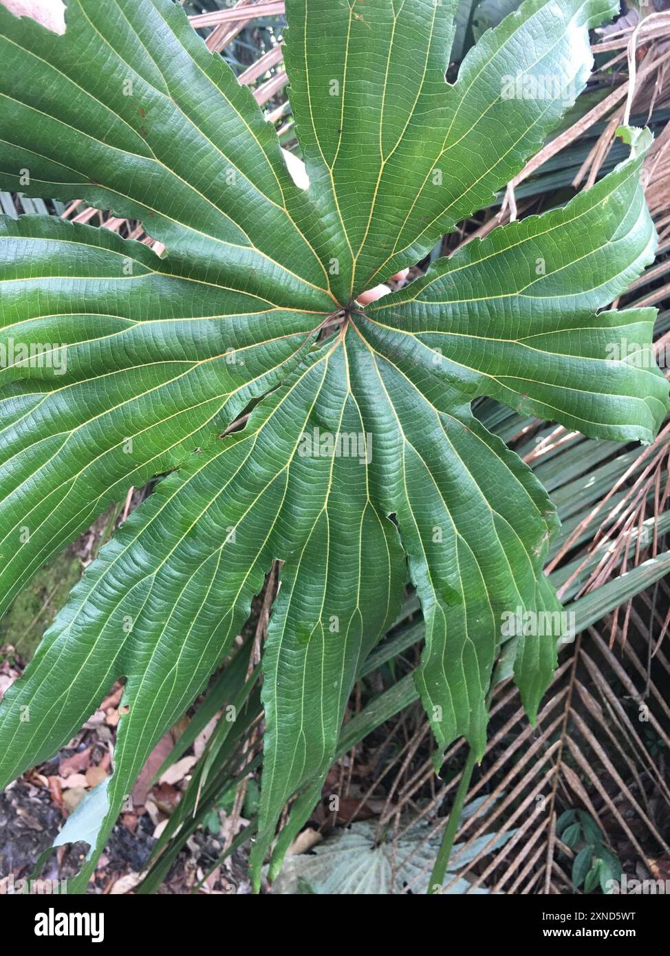Broad-leaf Fern (Dipteris conjugata) Plantae Stock Photo - Alamy