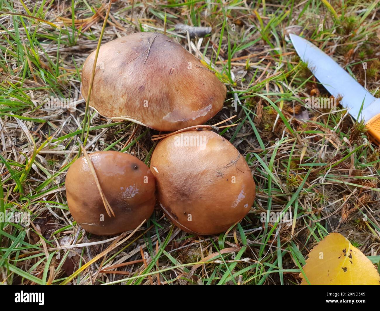 Purple-veiled Slippery Jack (Suillus luteus) Fungi Stock Photo - Alamy
