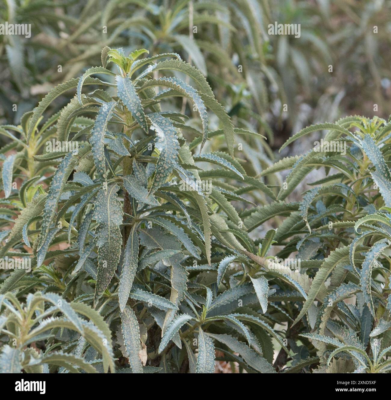 Hairy Yerba Santa (Eriodictyon trichocalyx trichocalyx) Plantae Stock ...