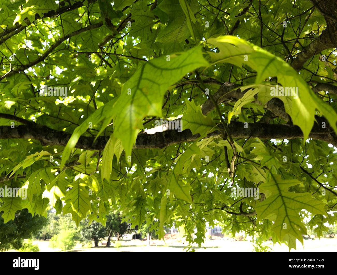 oaks (Quercus) Plantae Stock Photo - Alamy