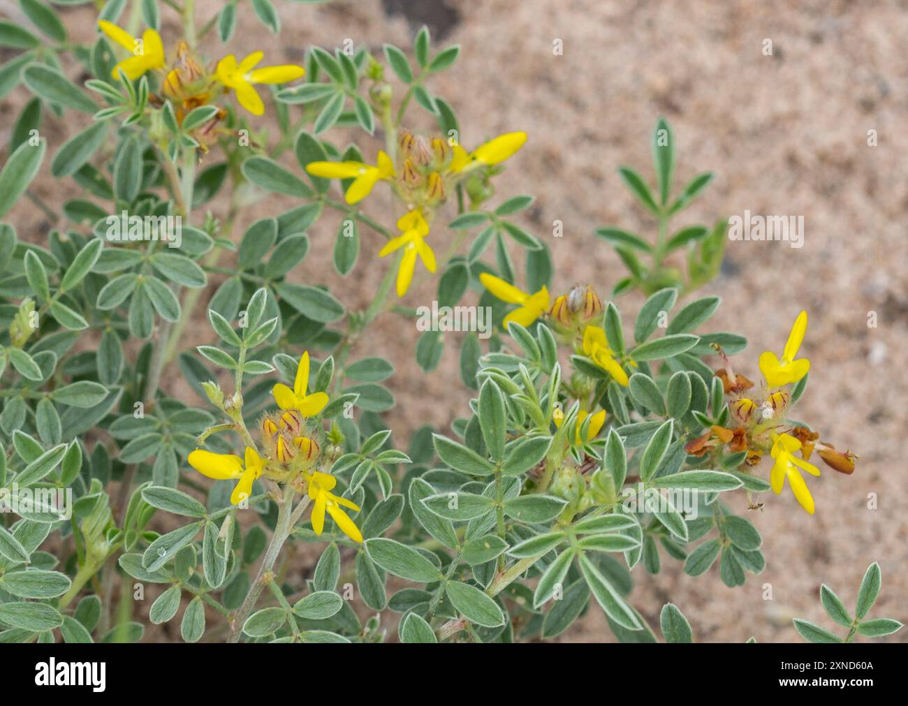 dwarf prairie clover (Dalea nana) Plantae Stock Photo - Alamy