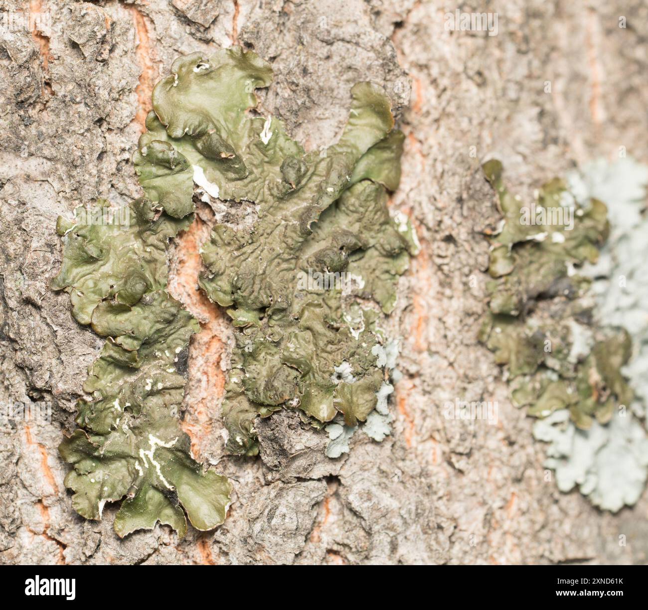common lichens (Lecanoromycetes) Fungi Stock Photo - Alamy
