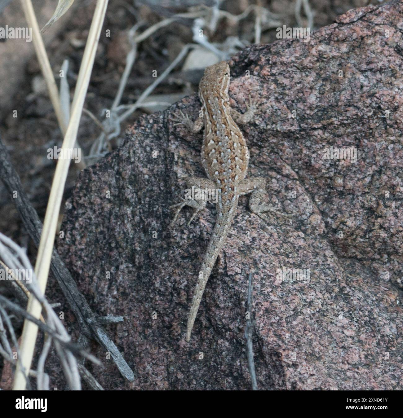 Common Side-blotched Lizard (Uta stansburiana) Reptilia Stock Photo - Alamy