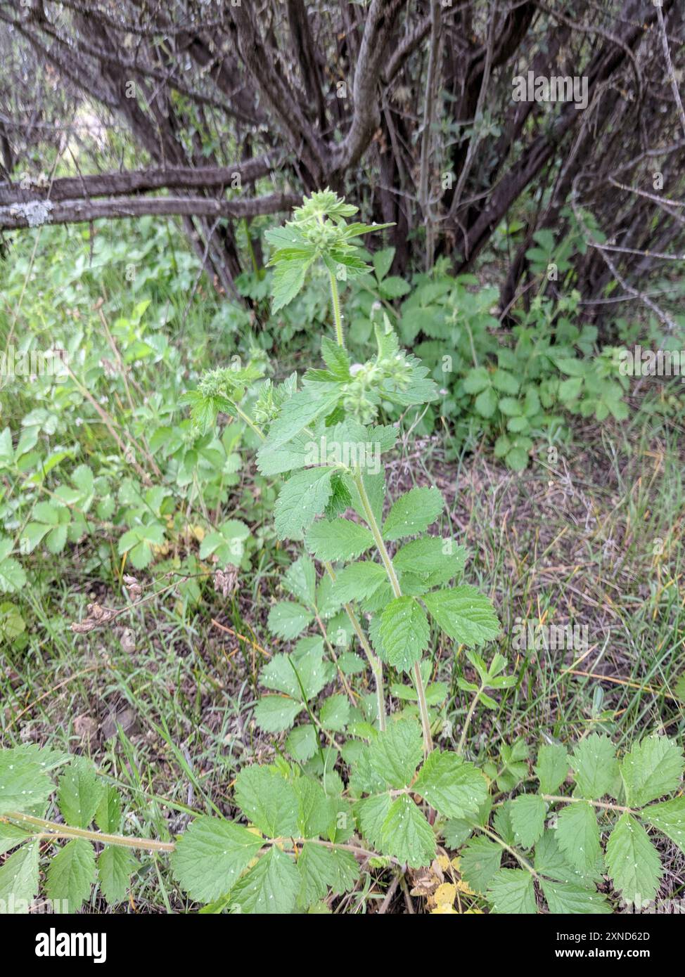 sticky cinquefoil (Drymocallis glandulosa) Plantae Stock Photo - Alamy