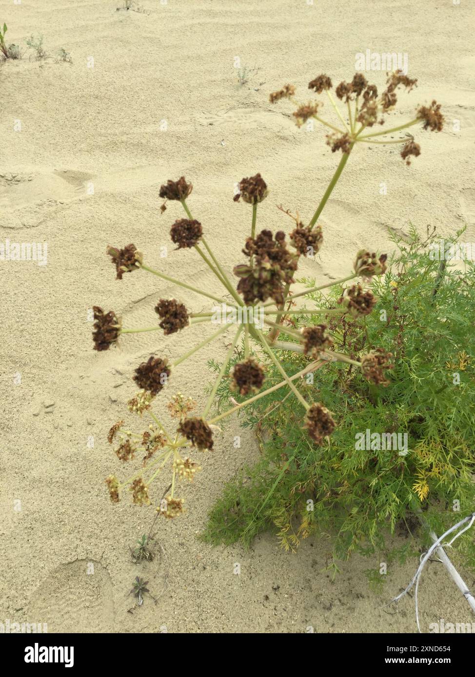 Jakutsk Snowparsley (Cnidium cnidiifolium) Plantae Stock Photo - Alamy