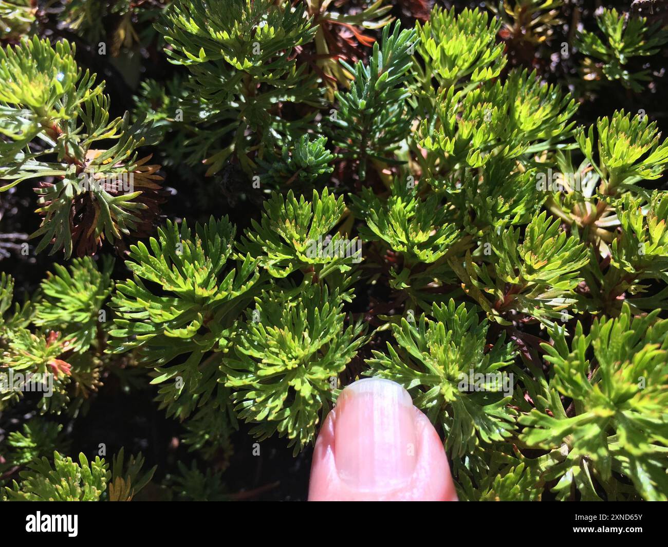 Partridgefoot (Luetkea pectinata) Plantae Stock Photo - Alamy