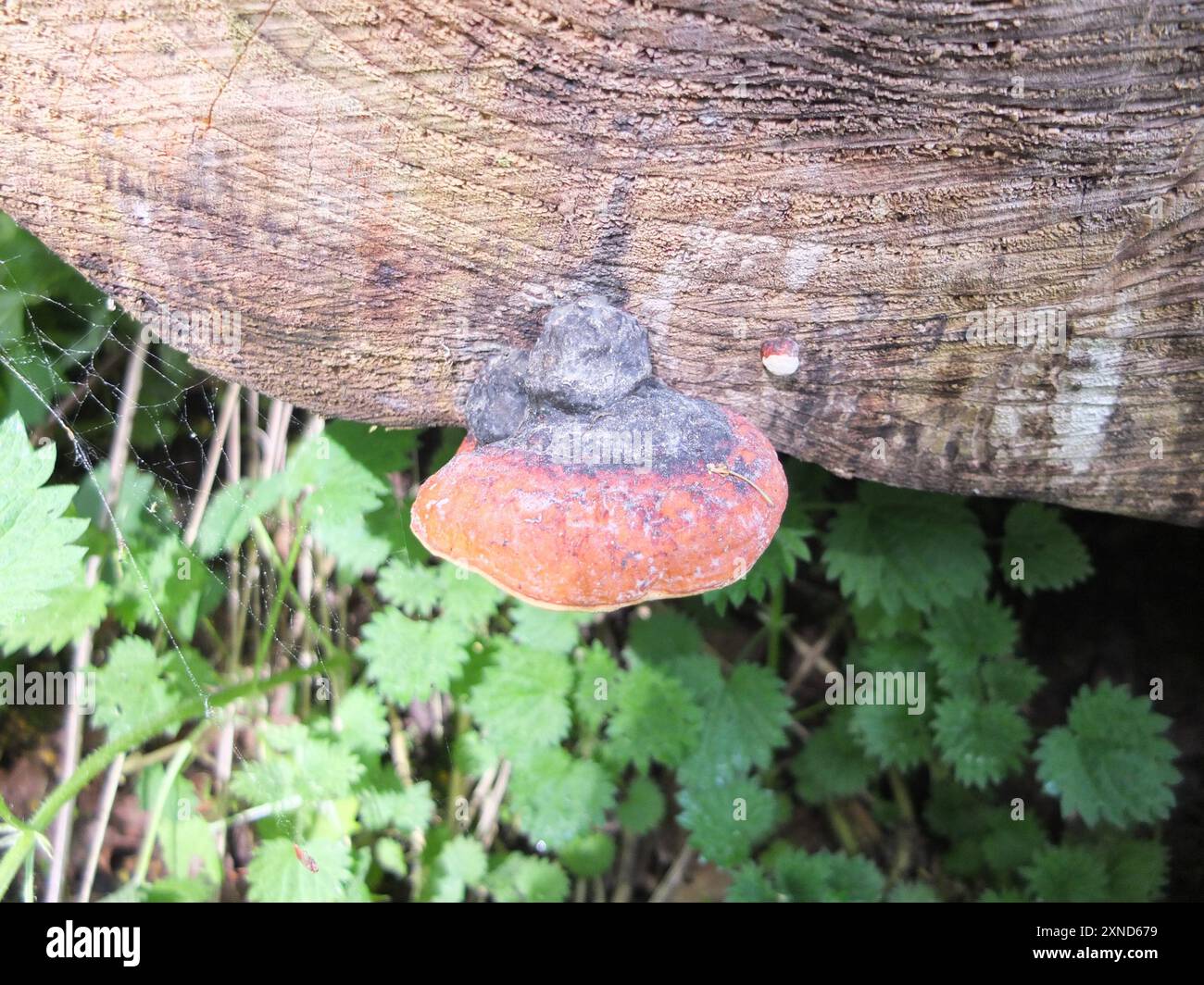 Red-banded Polypore (Fomitopsis pinicola) Fungi Stock Photo - Alamy