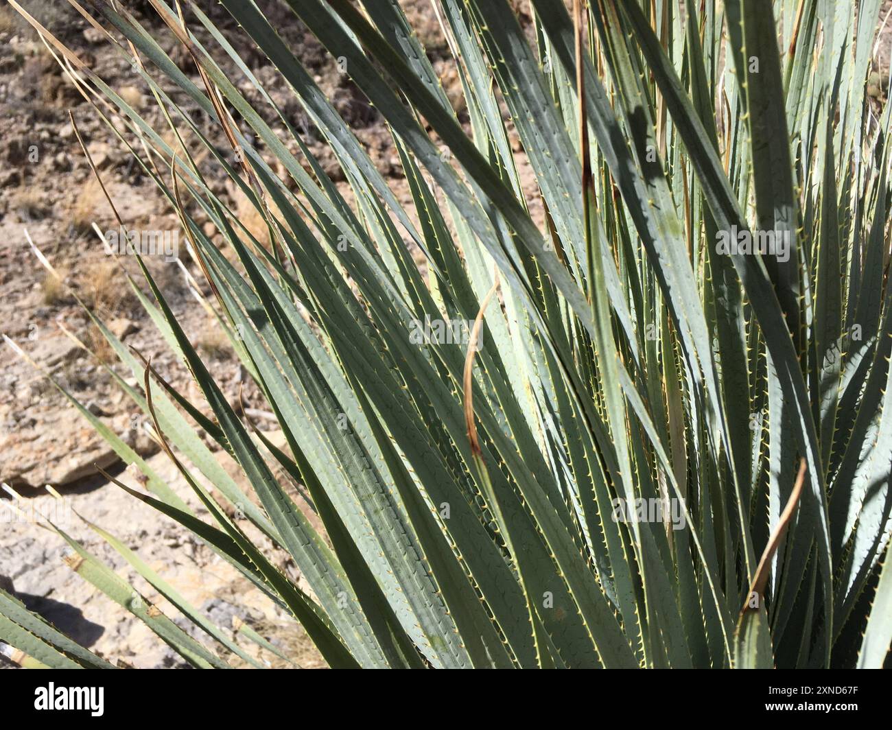 Wheeler sotol (Dasylirion wheeleri) Plantae Stock Photo - Alamy