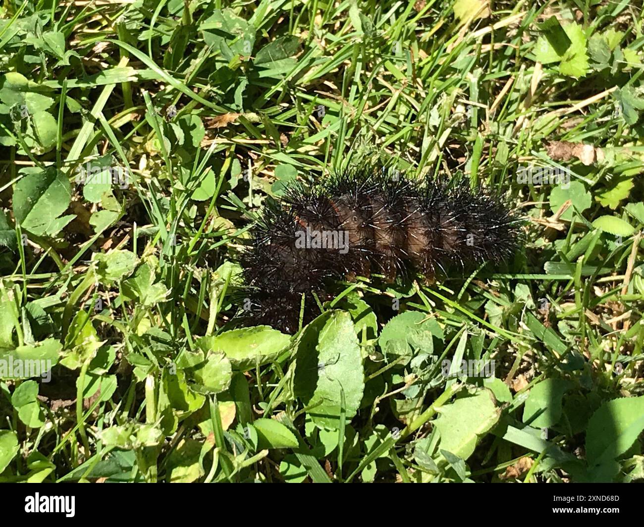Giant Leopard Moth (Hypercompe scribonia) Insecta Stock Photo - Alamy