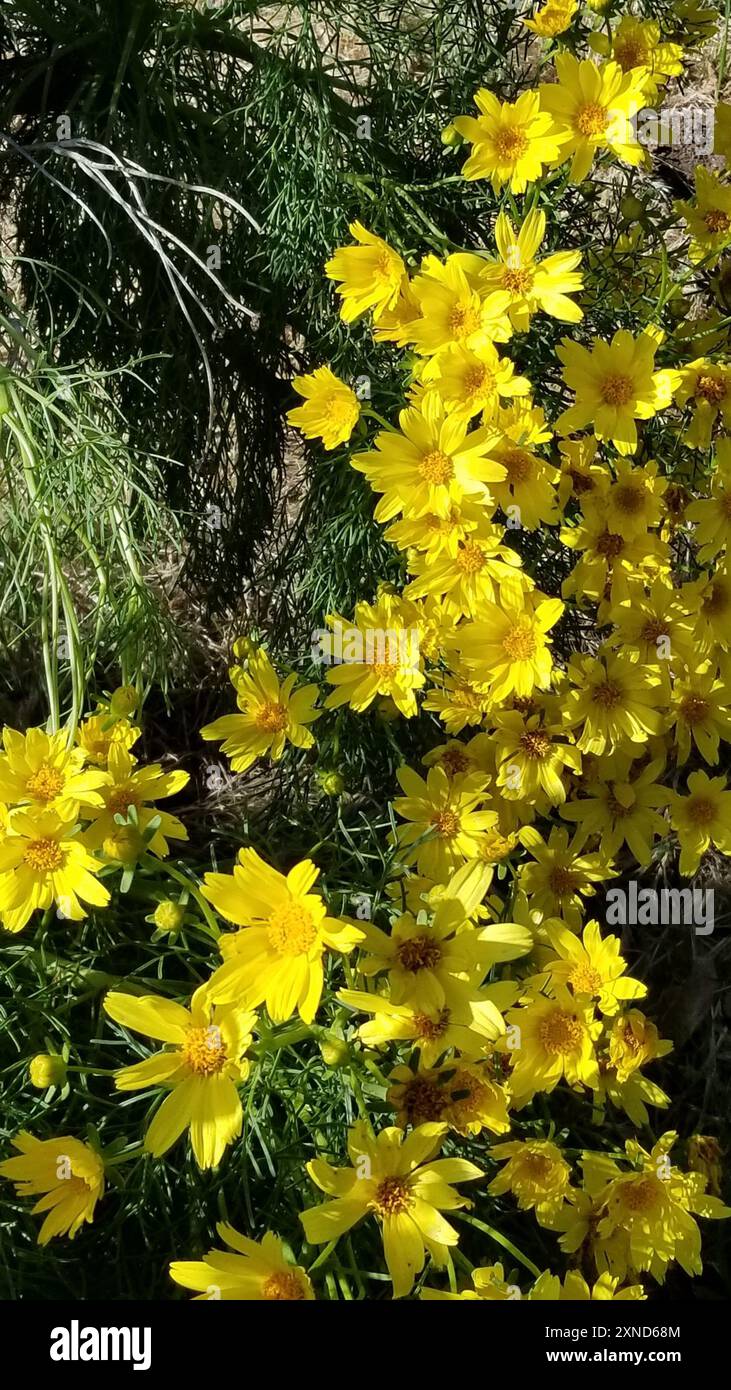 giant coreopsis (Leptosyne gigantea) Plantae Stock Photo - Alamy