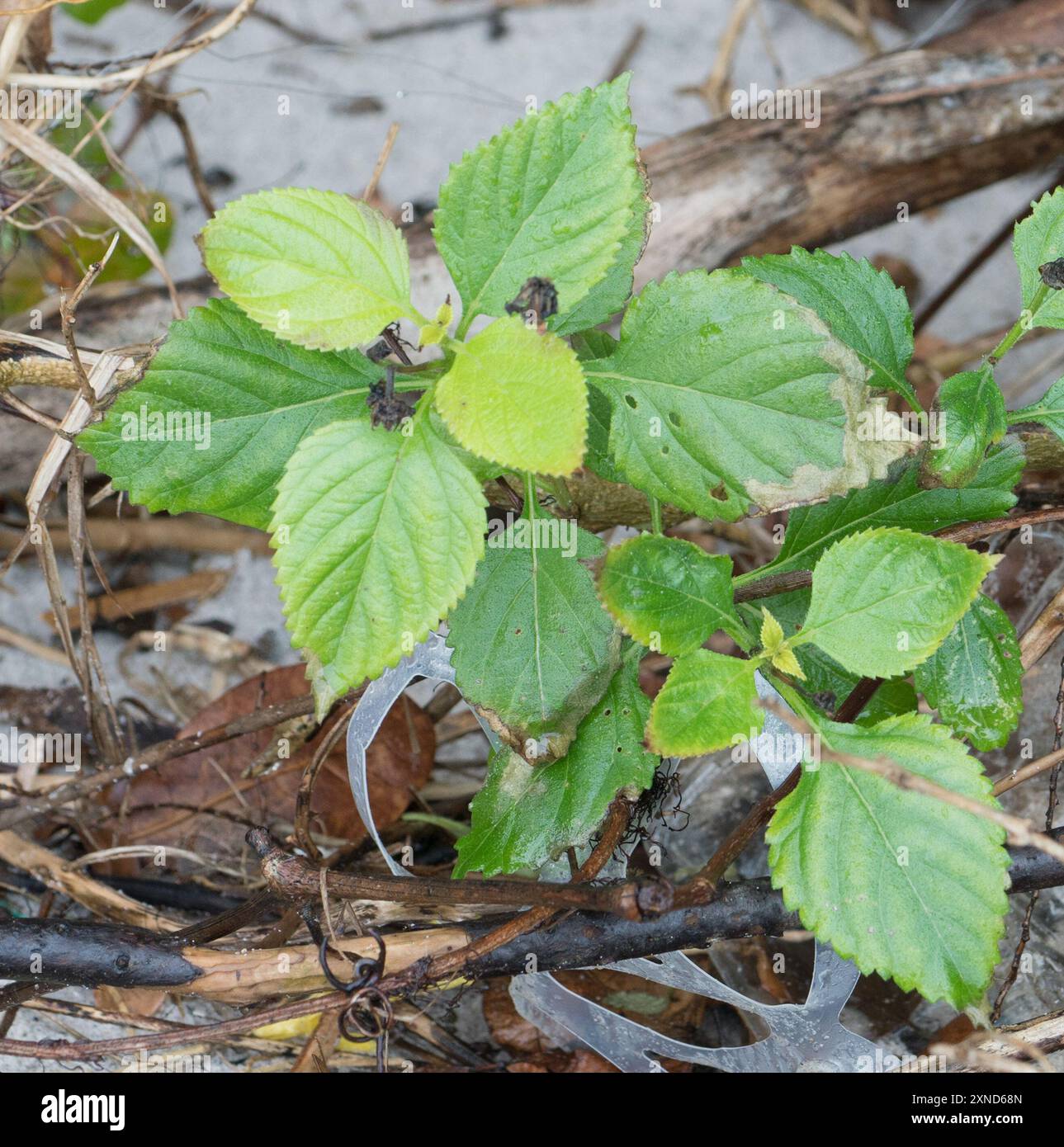 lantanas (Lantana) Plantae Stock Photo - Alamy