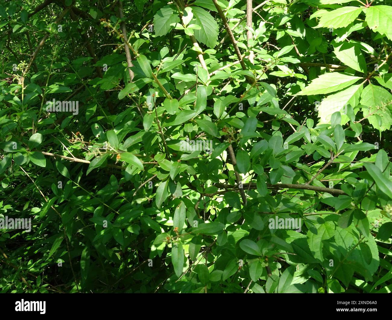 Common Privet (Ligustrum vulgare) Plantae Stock Photo - Alamy