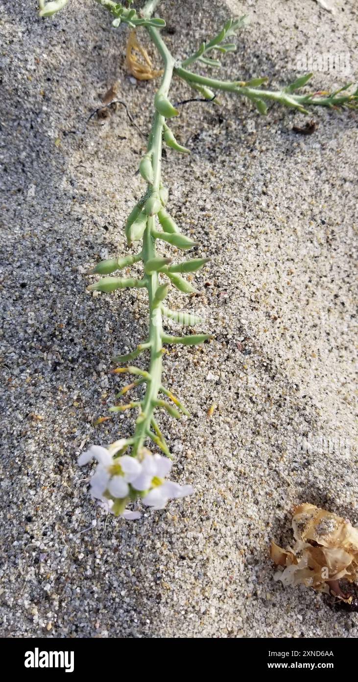 European Searocket (Cakile maritima) Plantae Stock Photo - Alamy