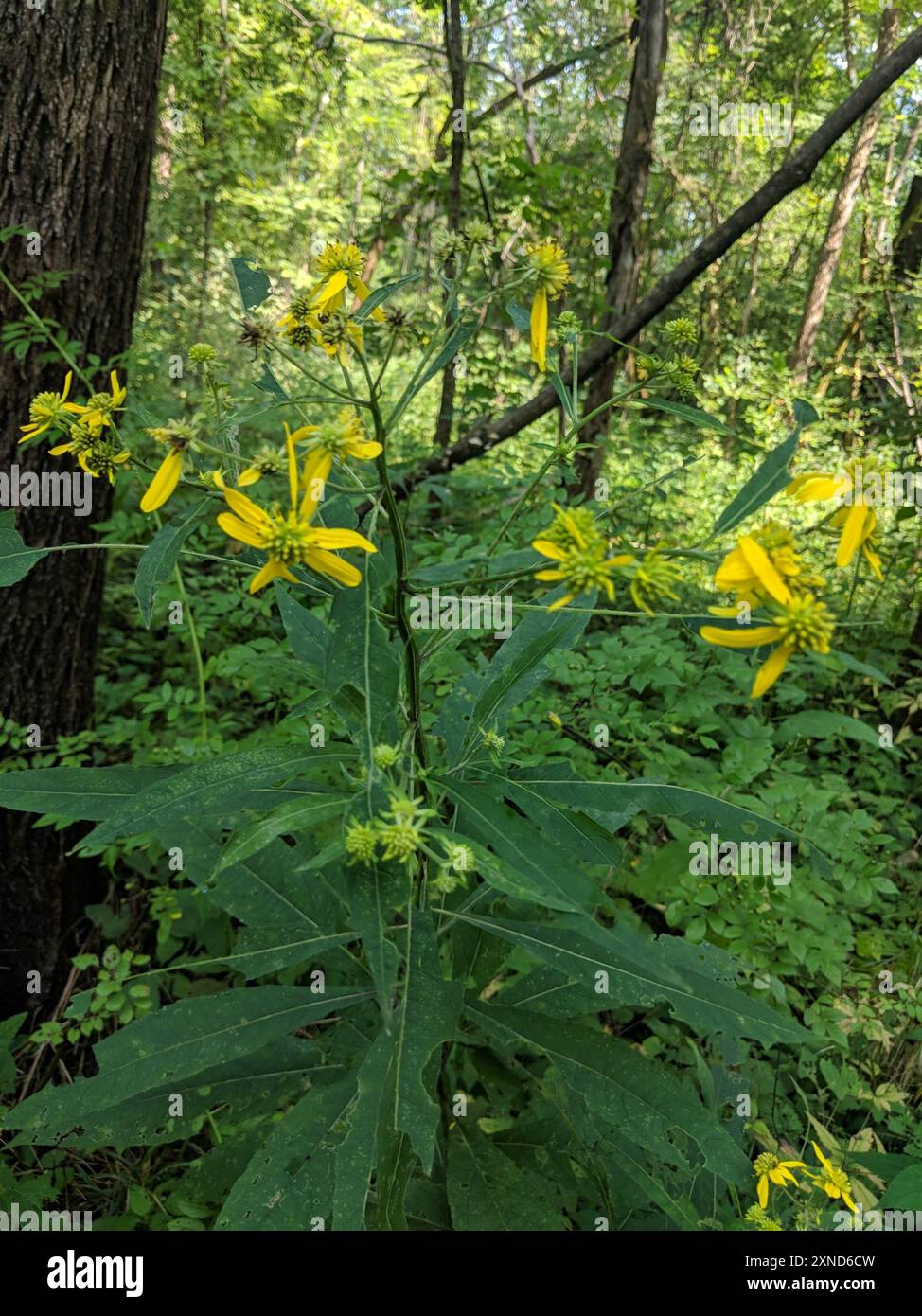 Wingstem (Verbesina alternifolia) Plantae Stock Photo - Alamy