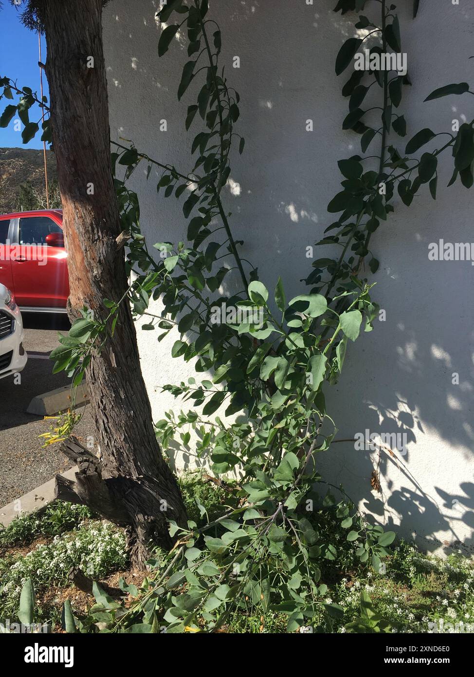 tree tobacco (Nicotiana glauca) Plantae Stock Photo - Alamy