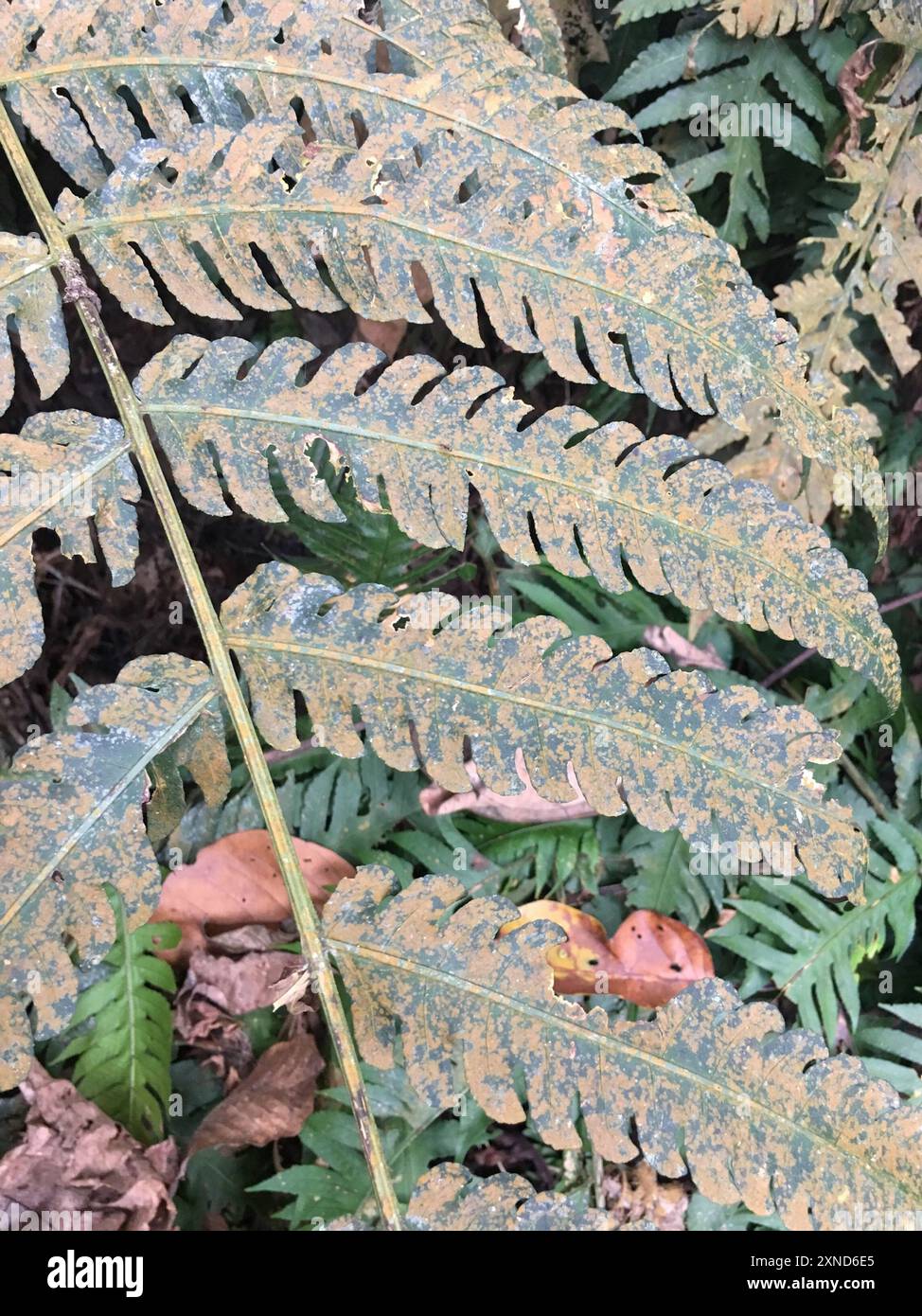 rust fungi (Pucciniales) Fungi Stock Photo - Alamy