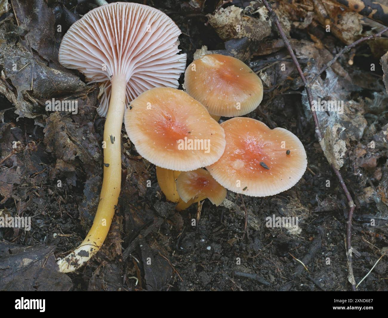 Heath Waxcap (Gliophorus laetus) Fungi Stock Photo - Alamy