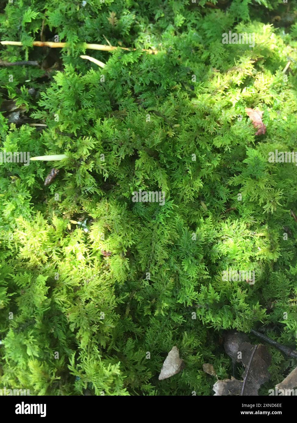 delicate fern moss (Thuidium delicatulum) Plantae Stock Photo - Alamy